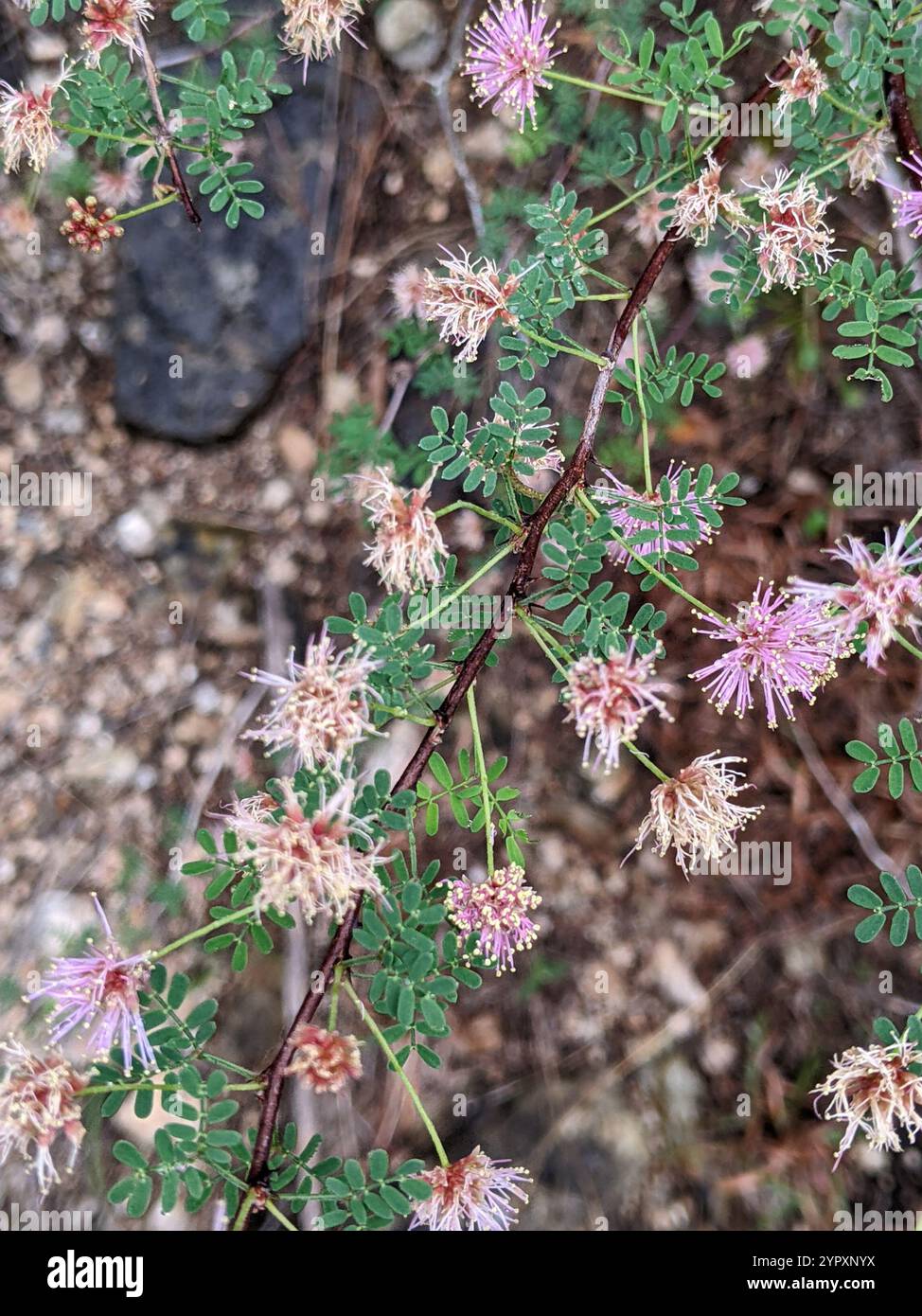 Texas Mimosa (Mimosa texana Stock Photo - Alamy