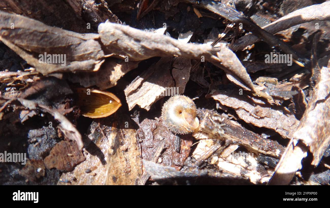 German hairy snail (Pseudotrichia rubiginosa Stock Photo - Alamy