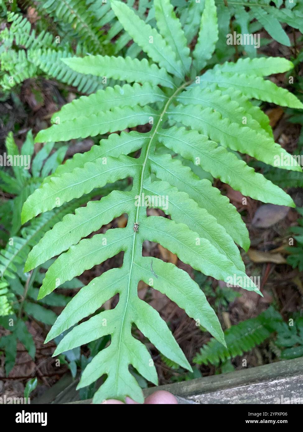 netted chain fern (Woodwardia areolata Stock Photo - Alamy