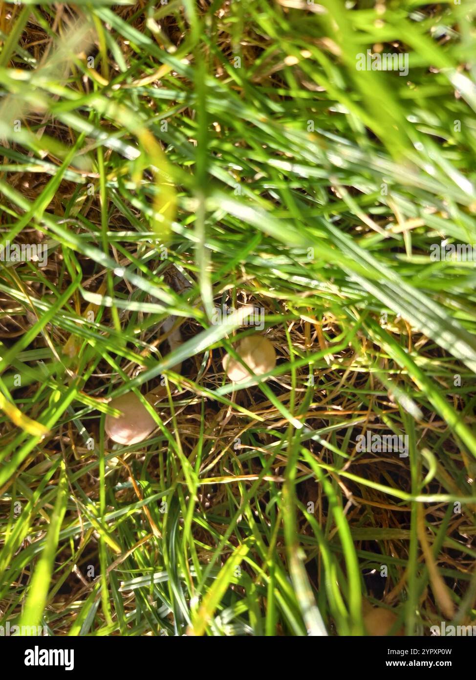 Mower's Mushroom (Panaeolus foenisecii Stock Photo - Alamy
