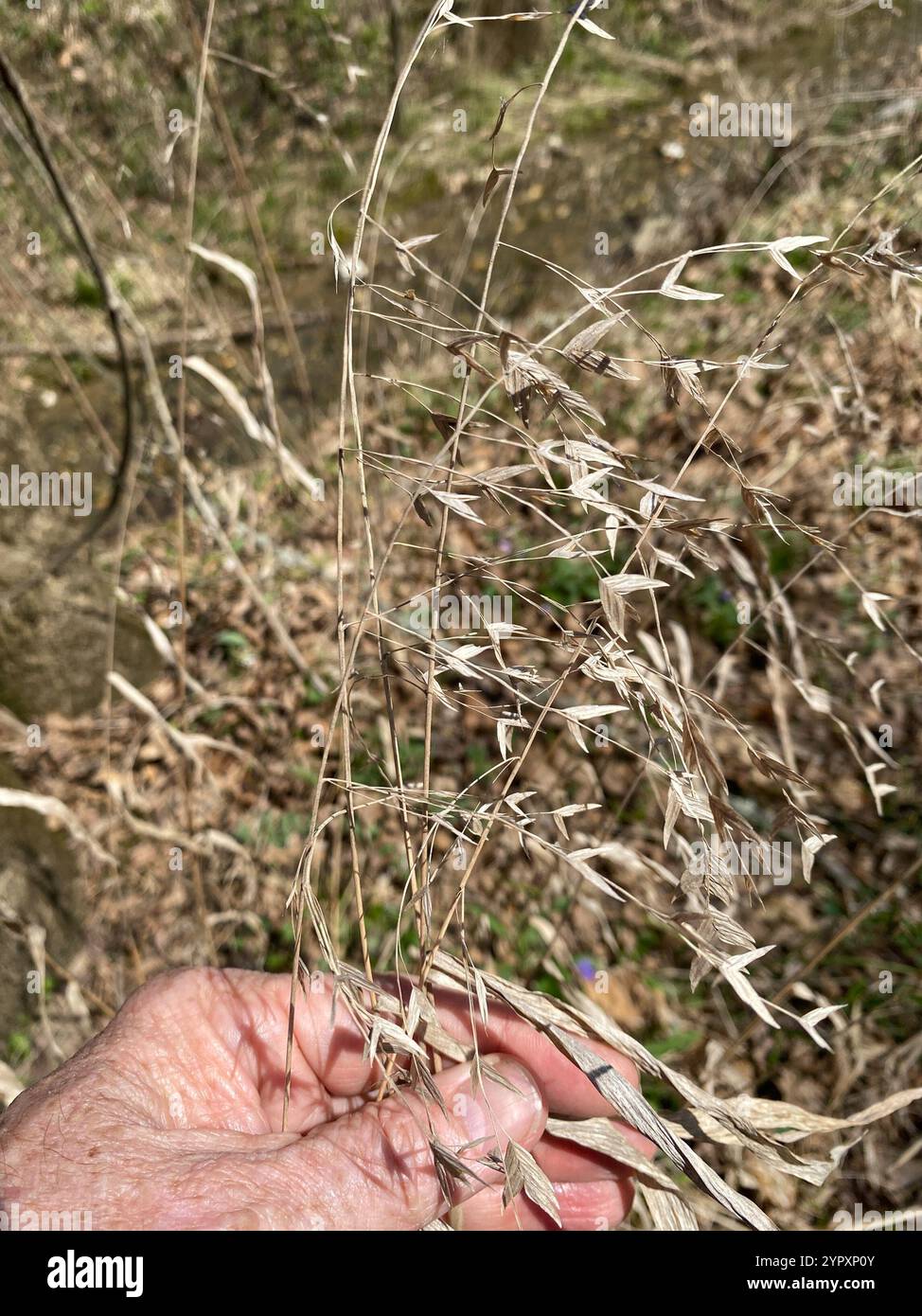 inland wood oats (Chasmanthium latifolium Stock Photo - Alamy