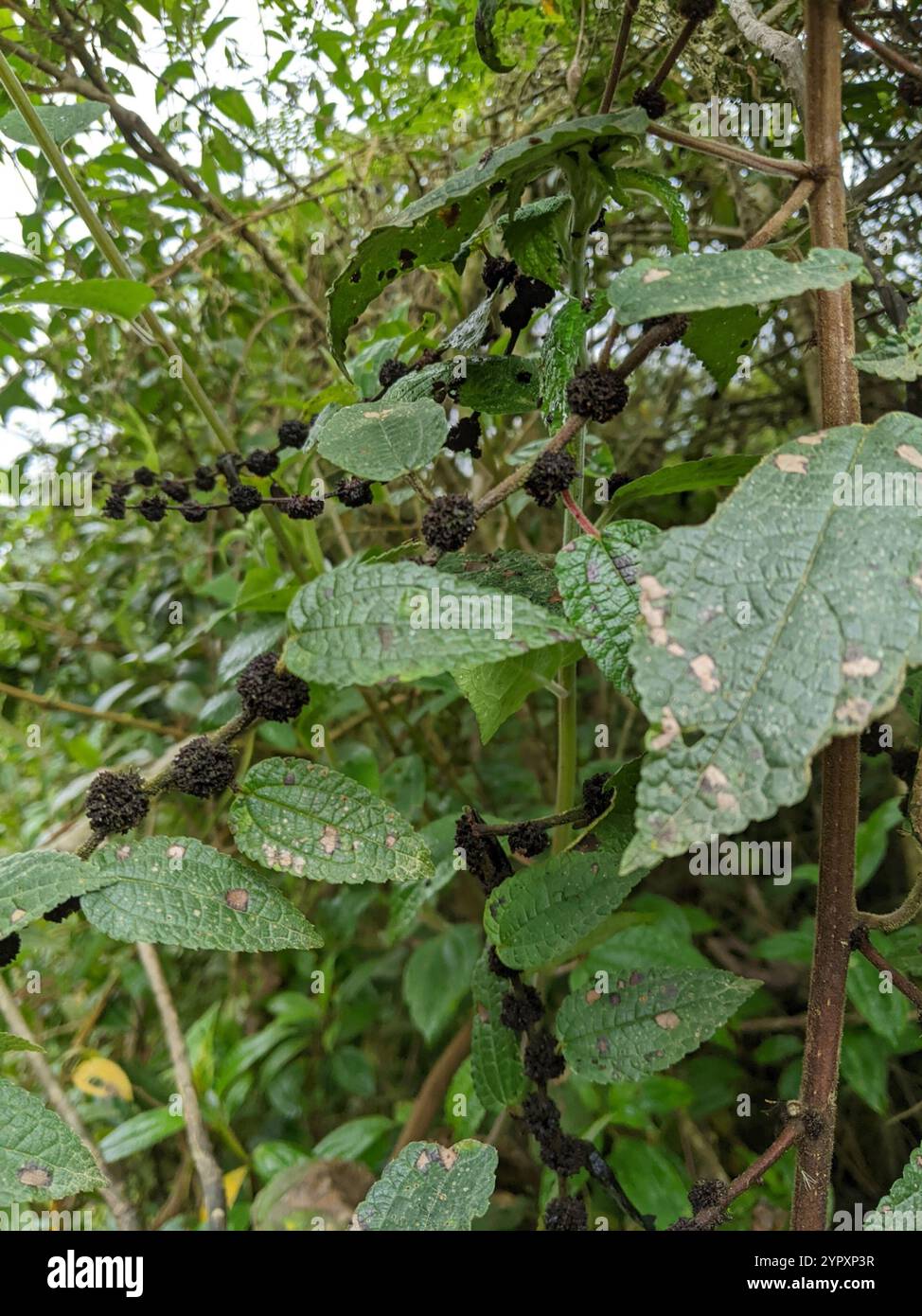 nettle family (Urticaceae Stock Photo - Alamy