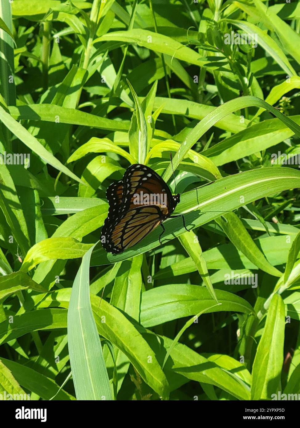 Viceroy (Limenitis archippus Stock Photo - Alamy