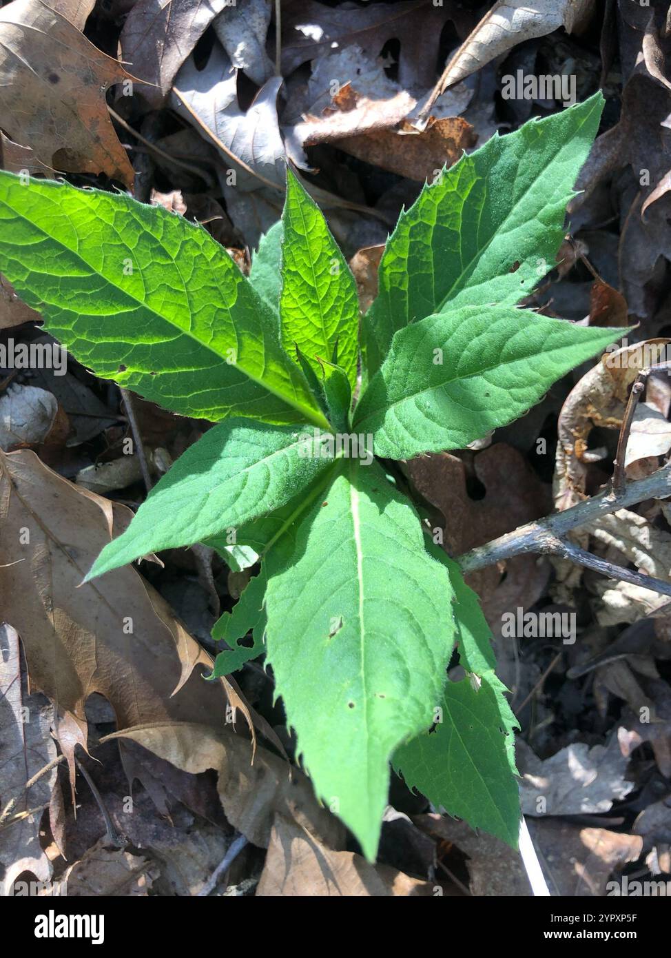 Broadleaf Ironweed (Vernonia glauca Stock Photo - Alamy
