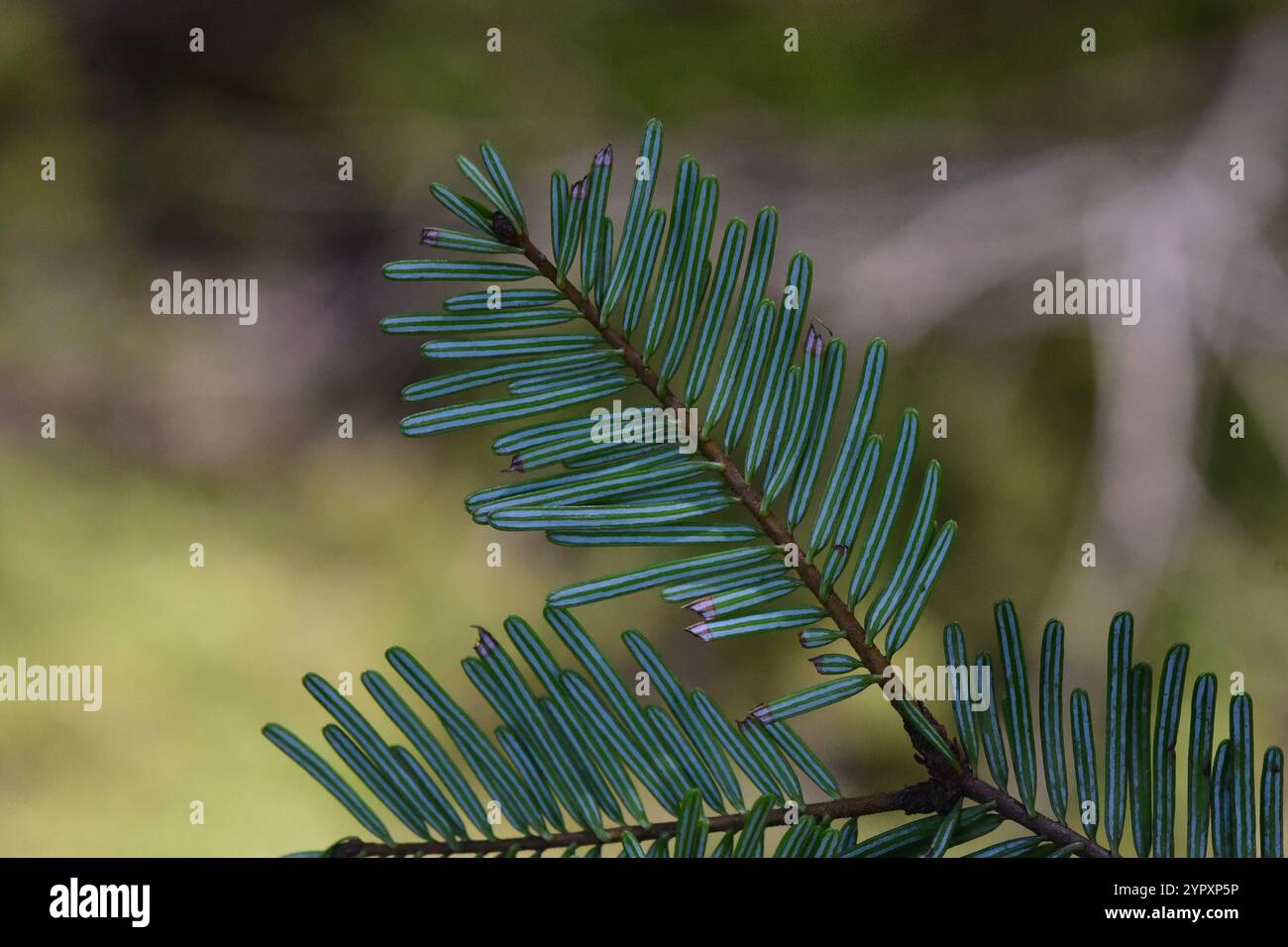 grand fir (Abies grandis Stock Photo - Alamy