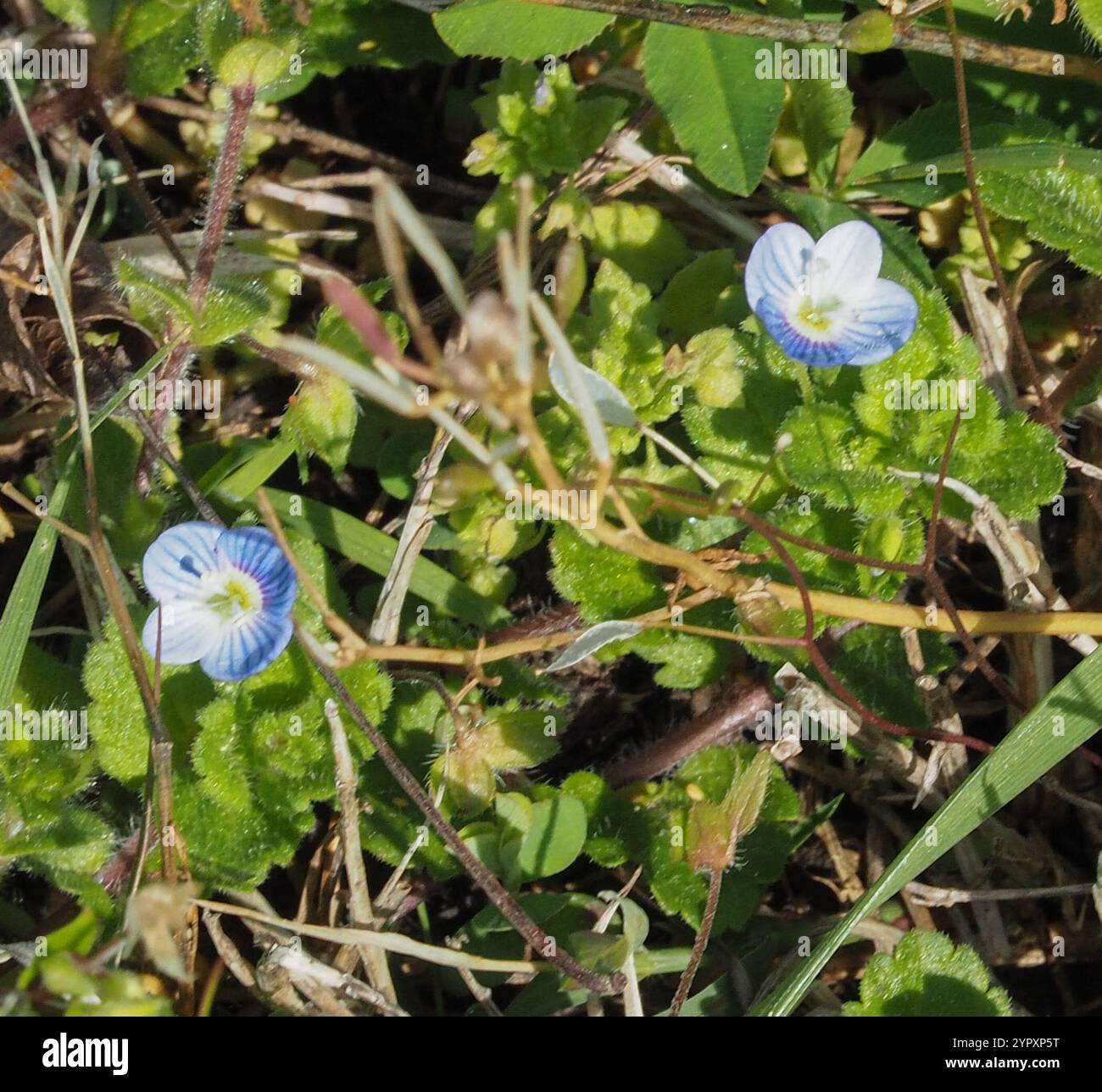 bird's-eye speedwell (Veronica persica Stock Photo - Alamy