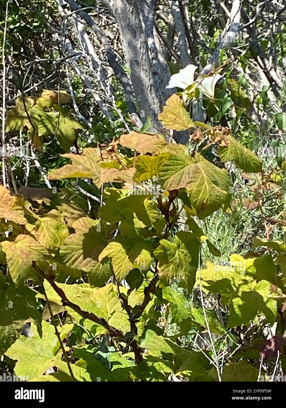thimbleberry (Rubus parviflorus Stock Photo - Alamy