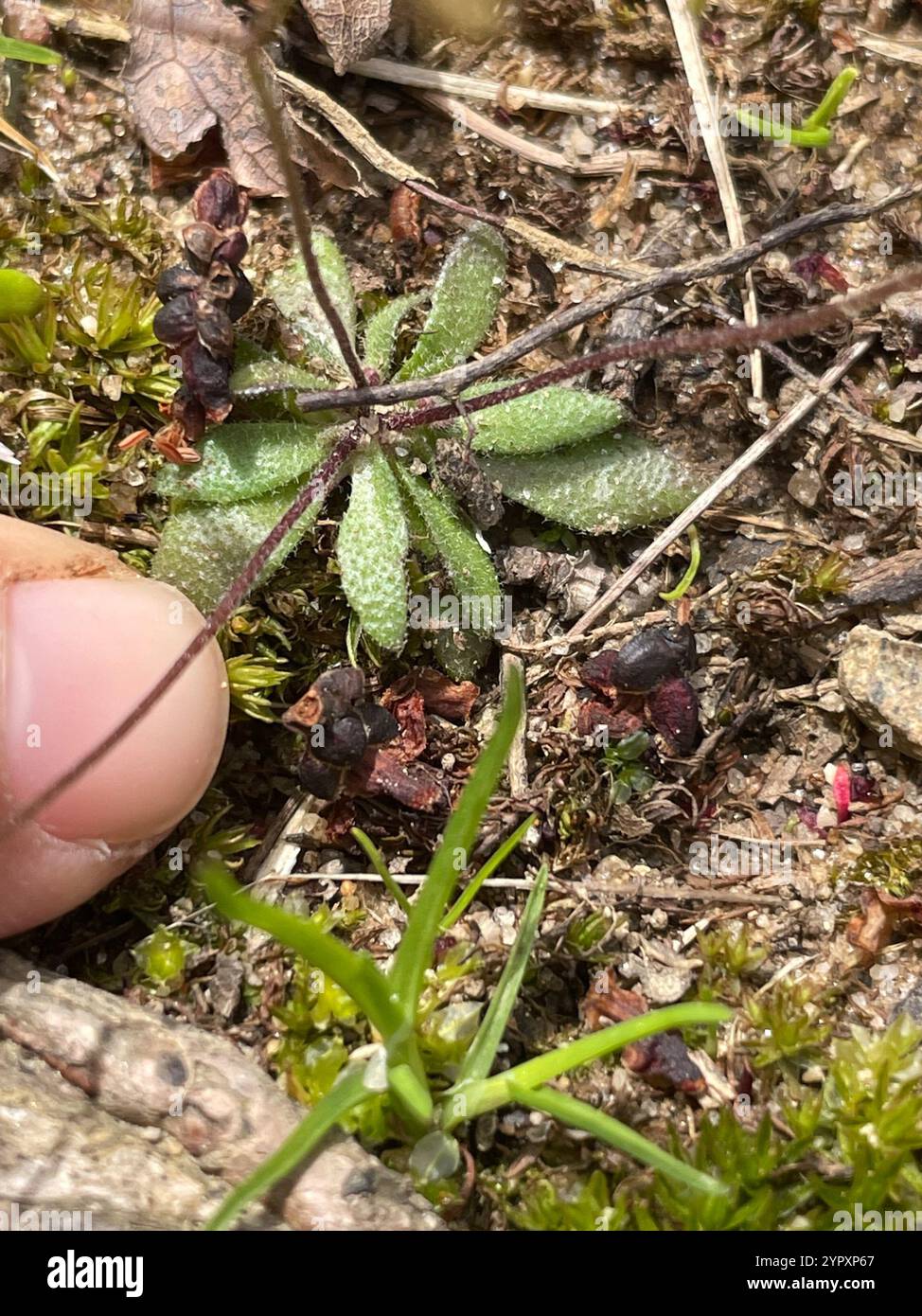 Common Whitlowgrass (Draba verna Stock Photo - Alamy
