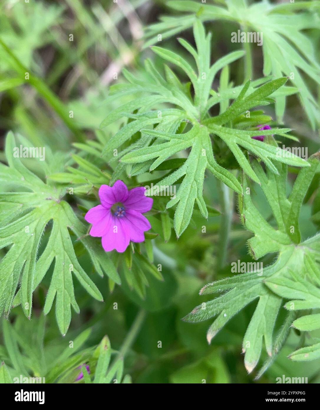 Cut-leaved crane's-bill (Geranium dissectum Stock Photo - Alamy