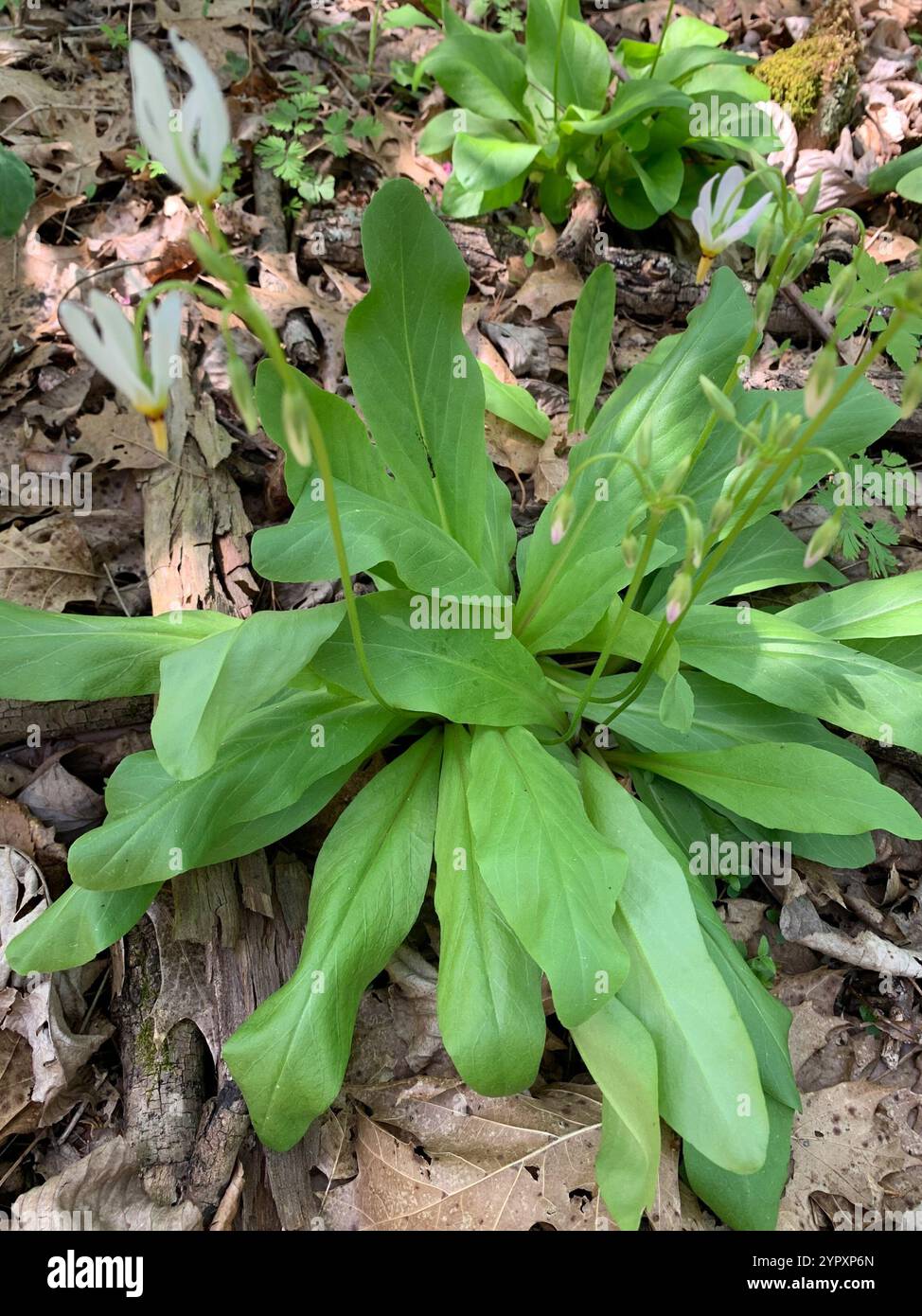 eastern shooting star (Primula meadia Stock Photo - Alamy