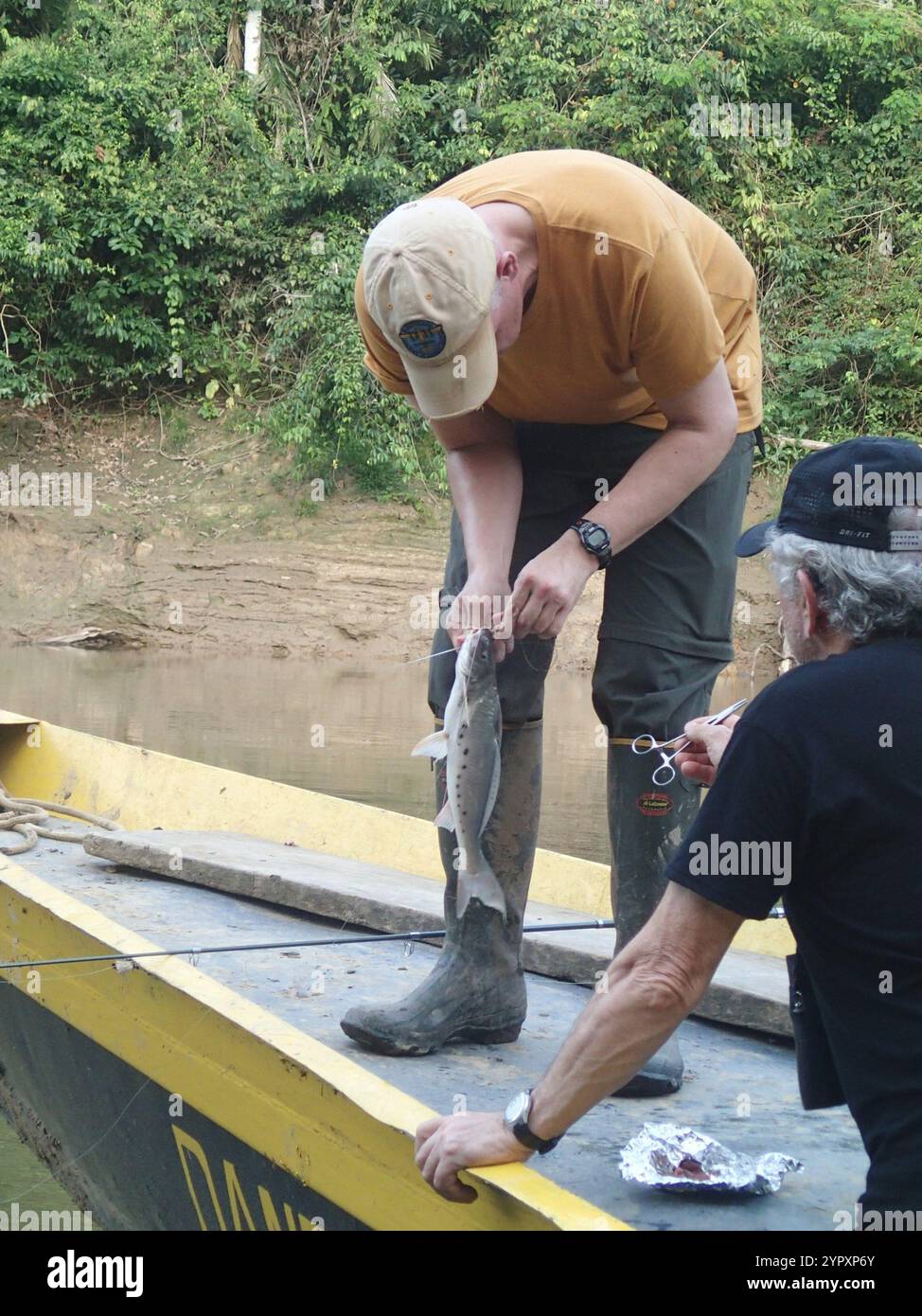 Vulture Catfish (Calophysus macropterus Stock Photo - Alamy