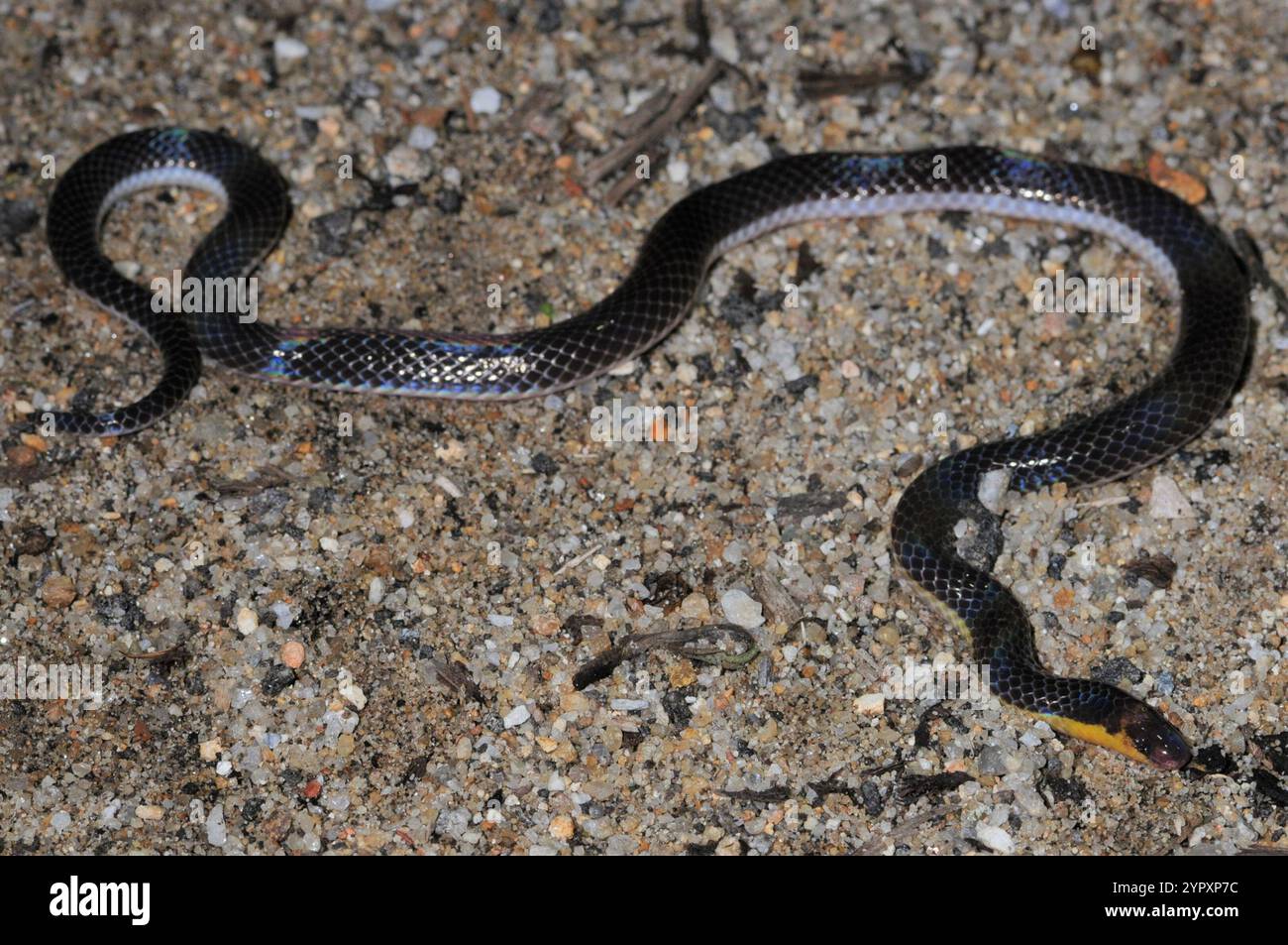 Pink-headed Reed Snake (Calamaria schlegeli Stock Photo - Alamy