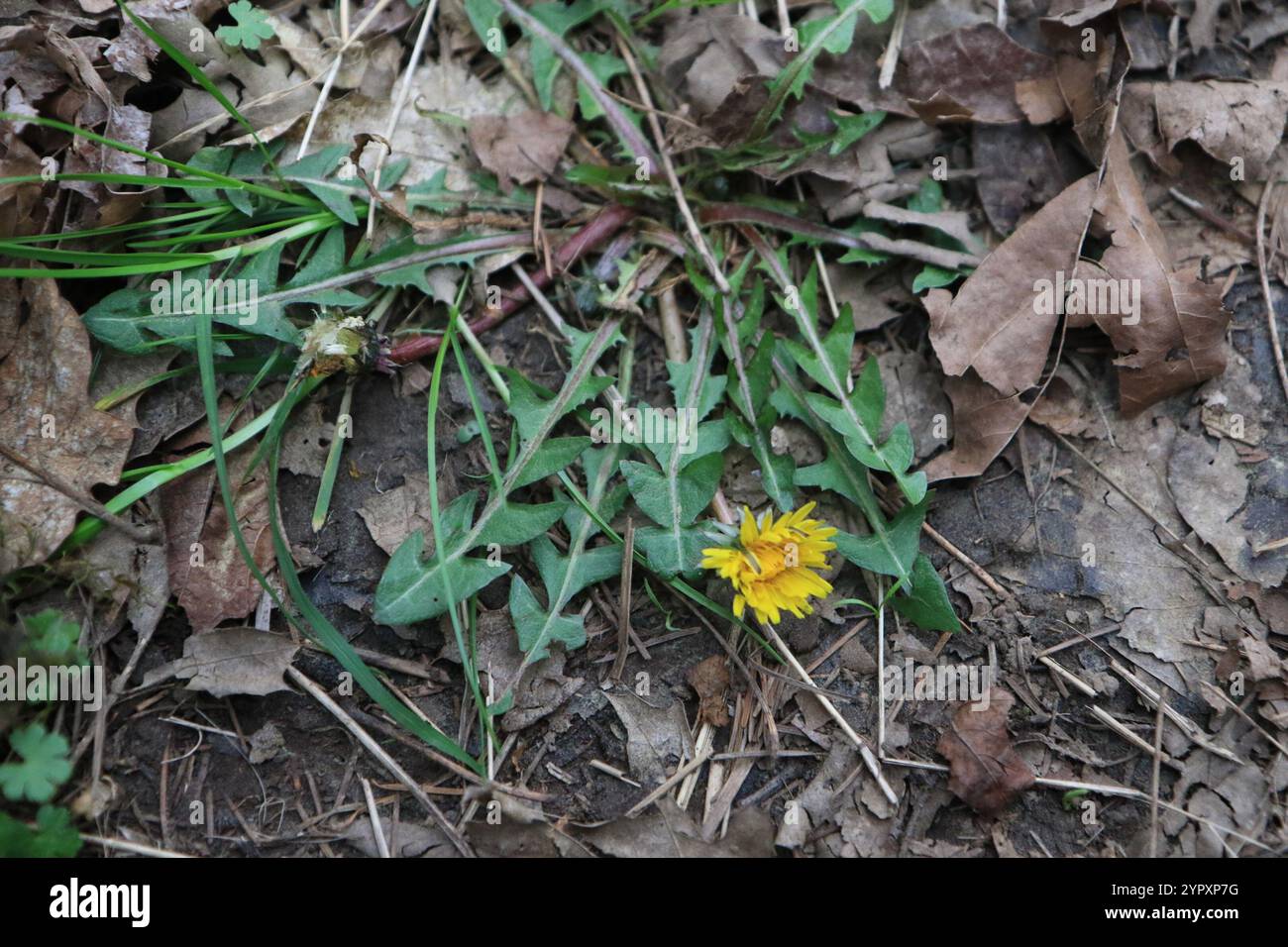 common dandelion (Taraxacum officinale Stock Photo - Alamy