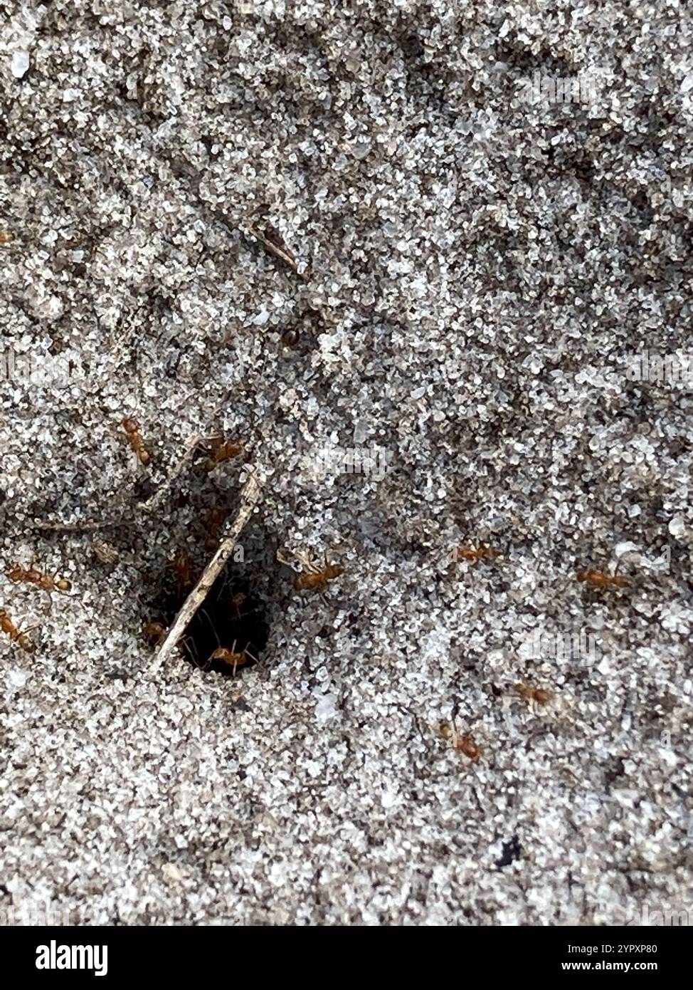 Buren's Pyramid Ant (Dorymyrmex bureni Stock Photo - Alamy