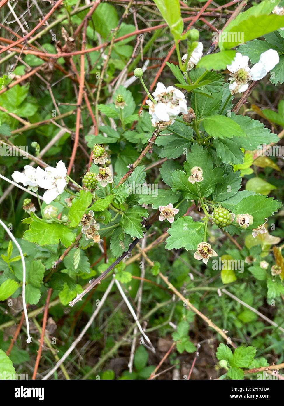 Southern dewberries hi-res stock photography and images - Alamy