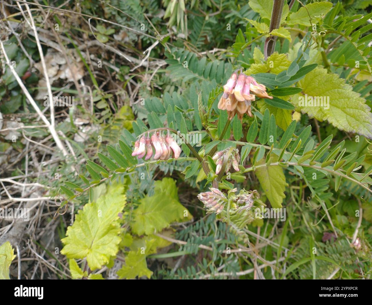 giant vetch (Vicia gigantea Stock Photo - Alamy
