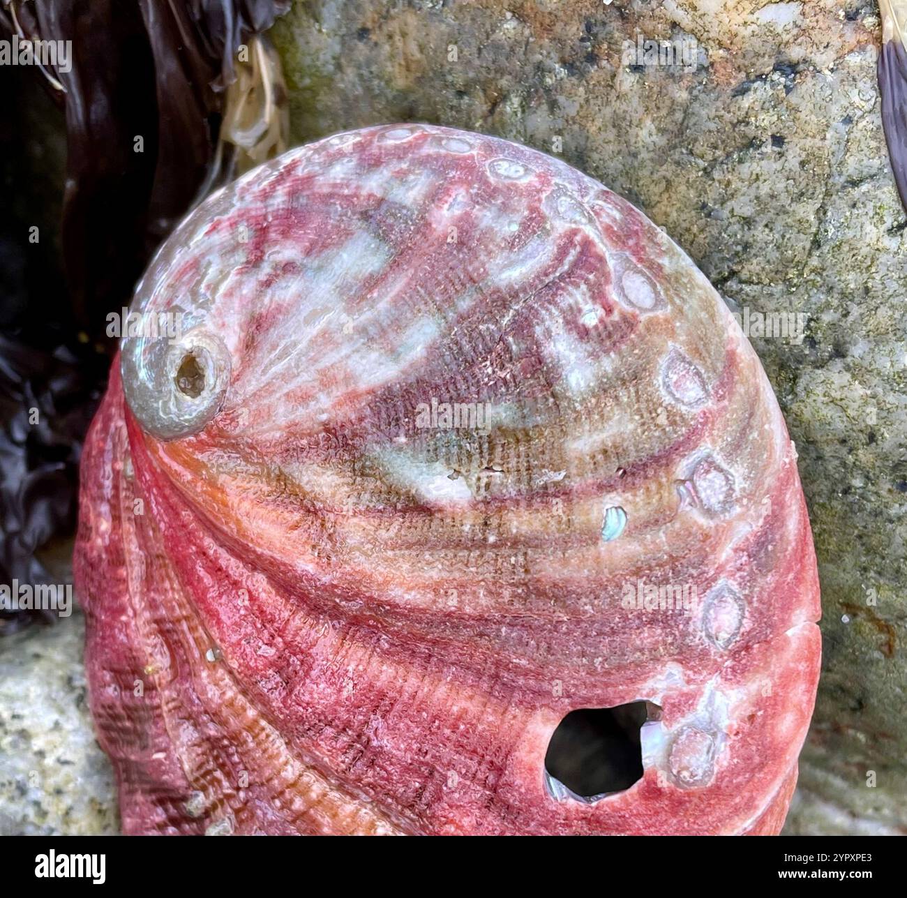 Red Abalone (Haliotis rufescens Stock Photo - Alamy