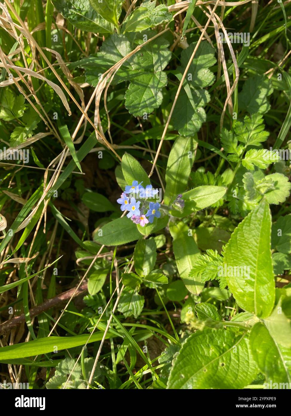 Wood Forget-me-not (Myosotis sylvatica Stock Photo - Alamy