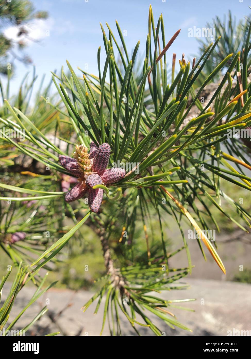 Table Mountain pine (Pinus pungens Stock Photo - Alamy
