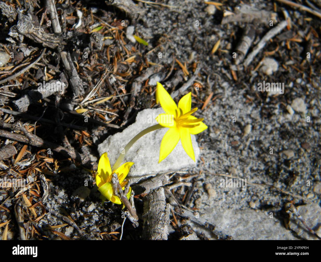 Plough Star (Empodium plicatum Stock Photo - Alamy