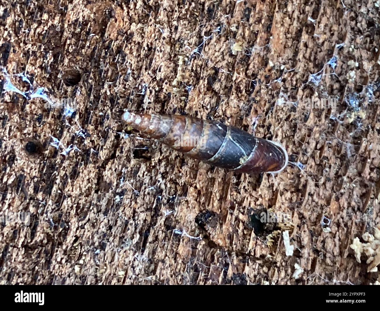 Plaited Door-snail (Cochlodina laminata Stock Photo - Alamy