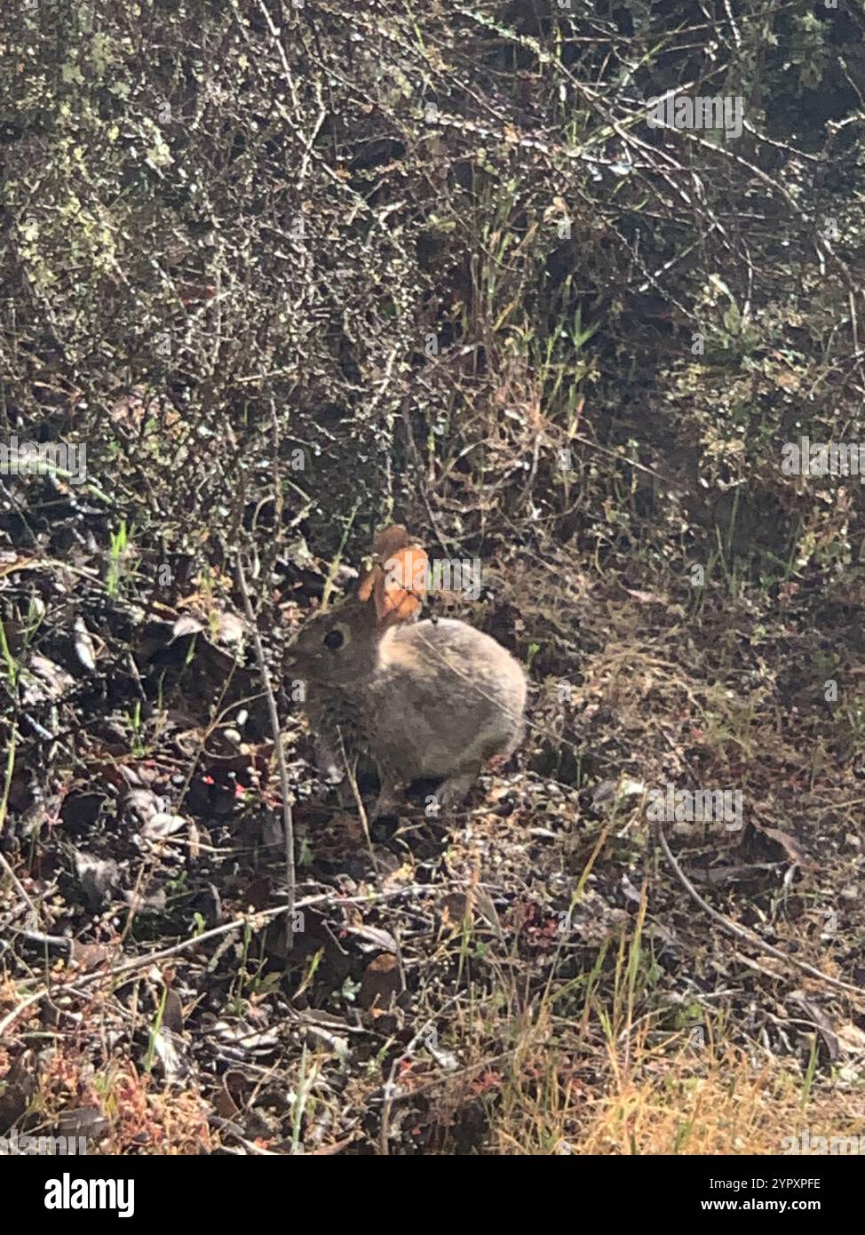 Brush Rabbit (Sylvilagus bachmani Stock Photo - Alamy