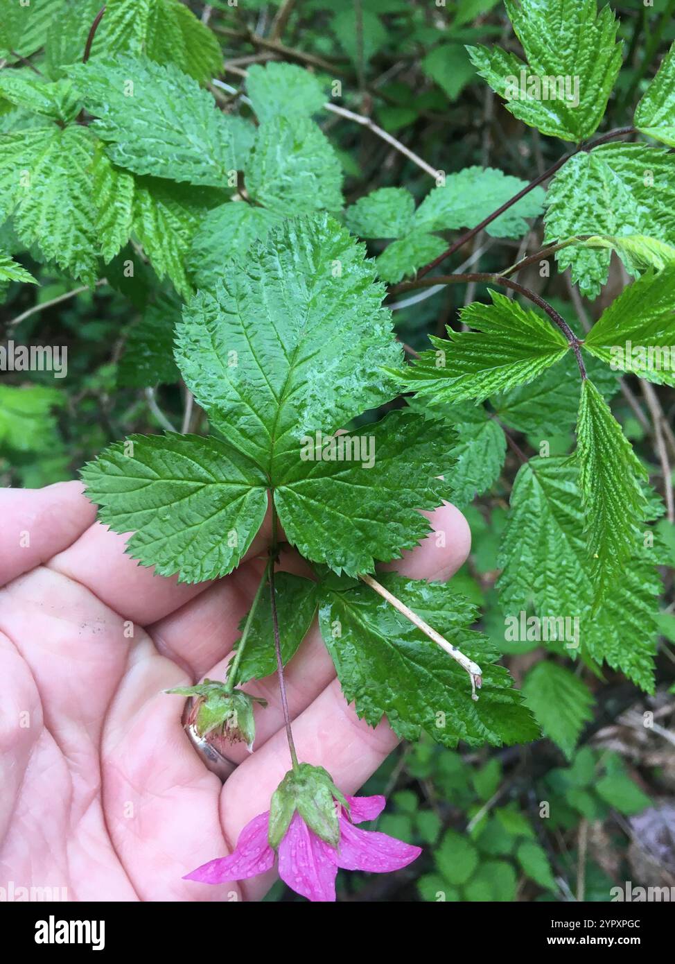 Salmonberry (Rubus spectabilis Stock Photo - Alamy