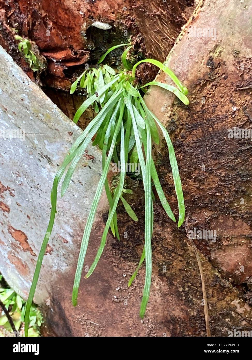 Shoestring Fern (Vittaria lineata Stock Photo - Alamy