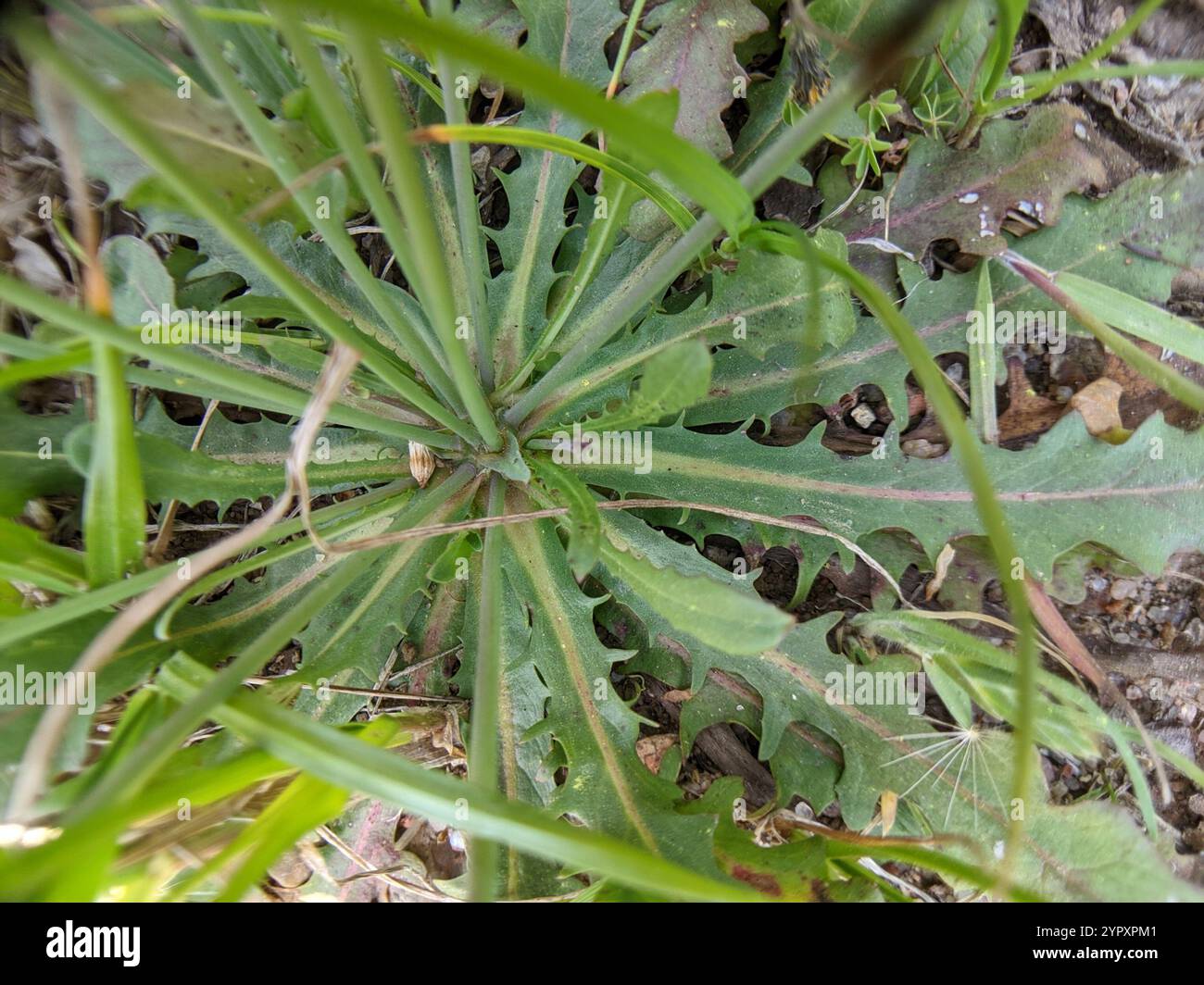 Smooth Cat's Ear (Hypochaeris glabra Stock Photo - Alamy