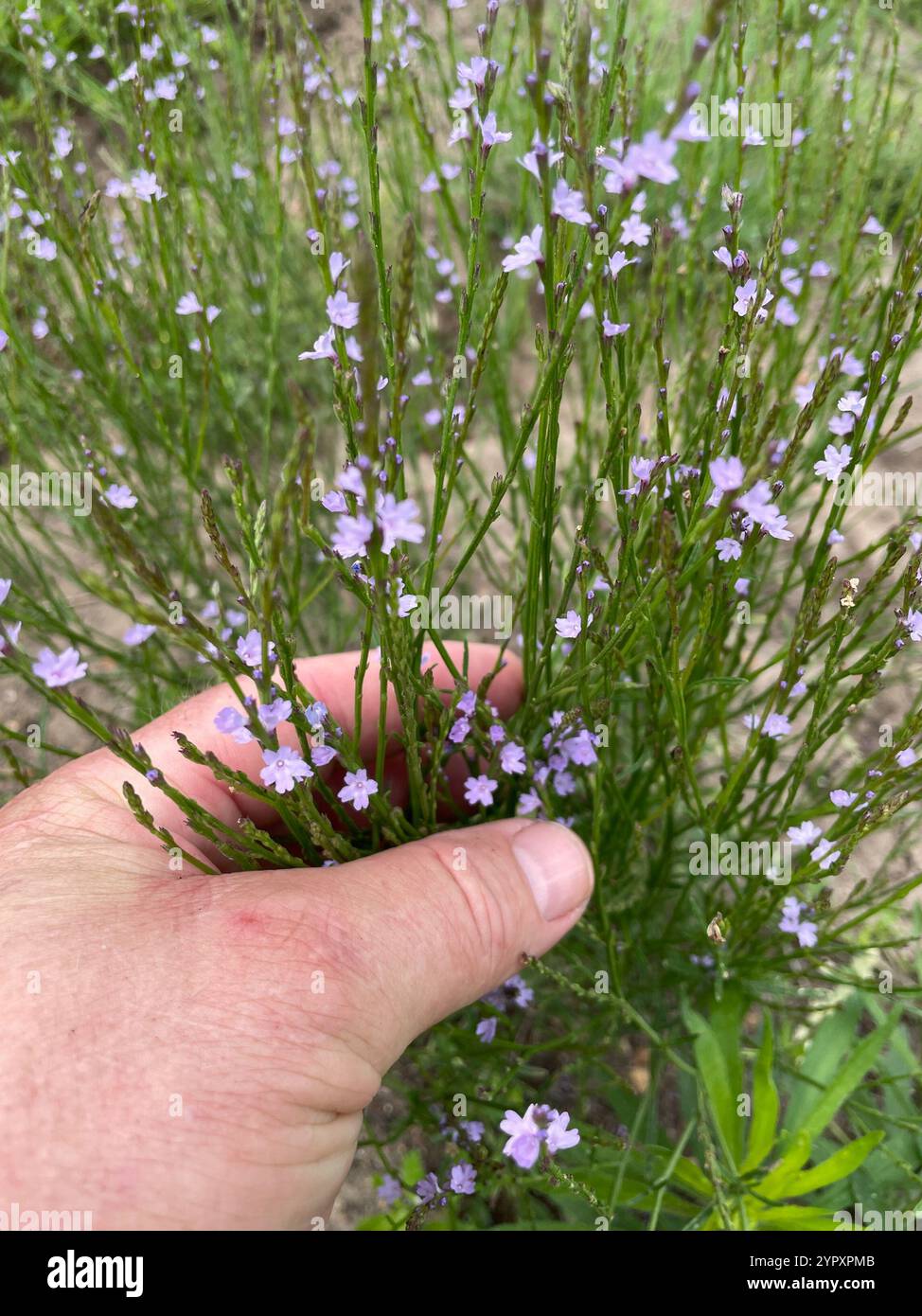 Texas vervain hi-res stock photography and images - Alamy