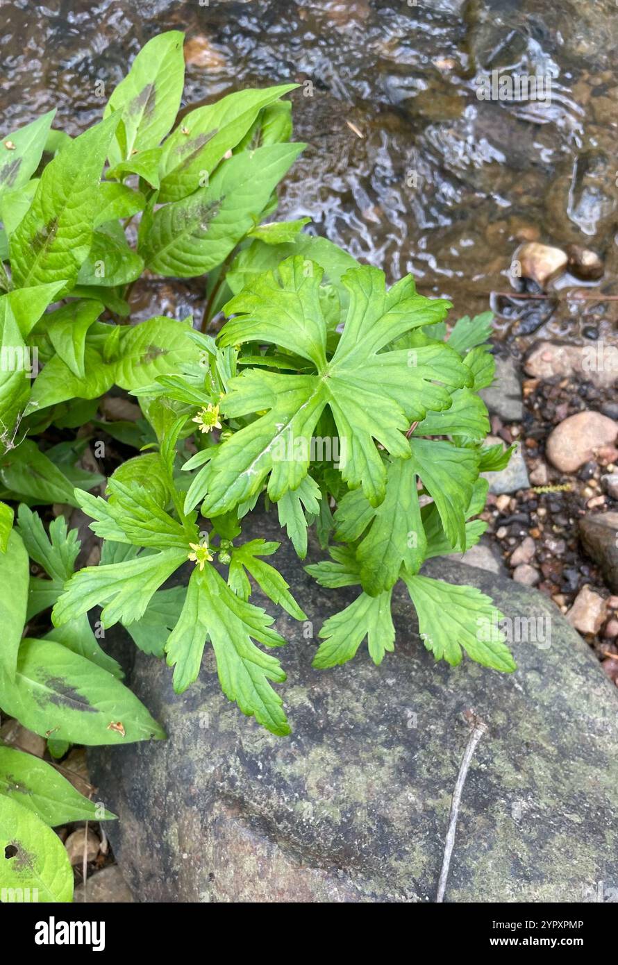 Hooked buttercup hi-res stock photography and images - Alamy