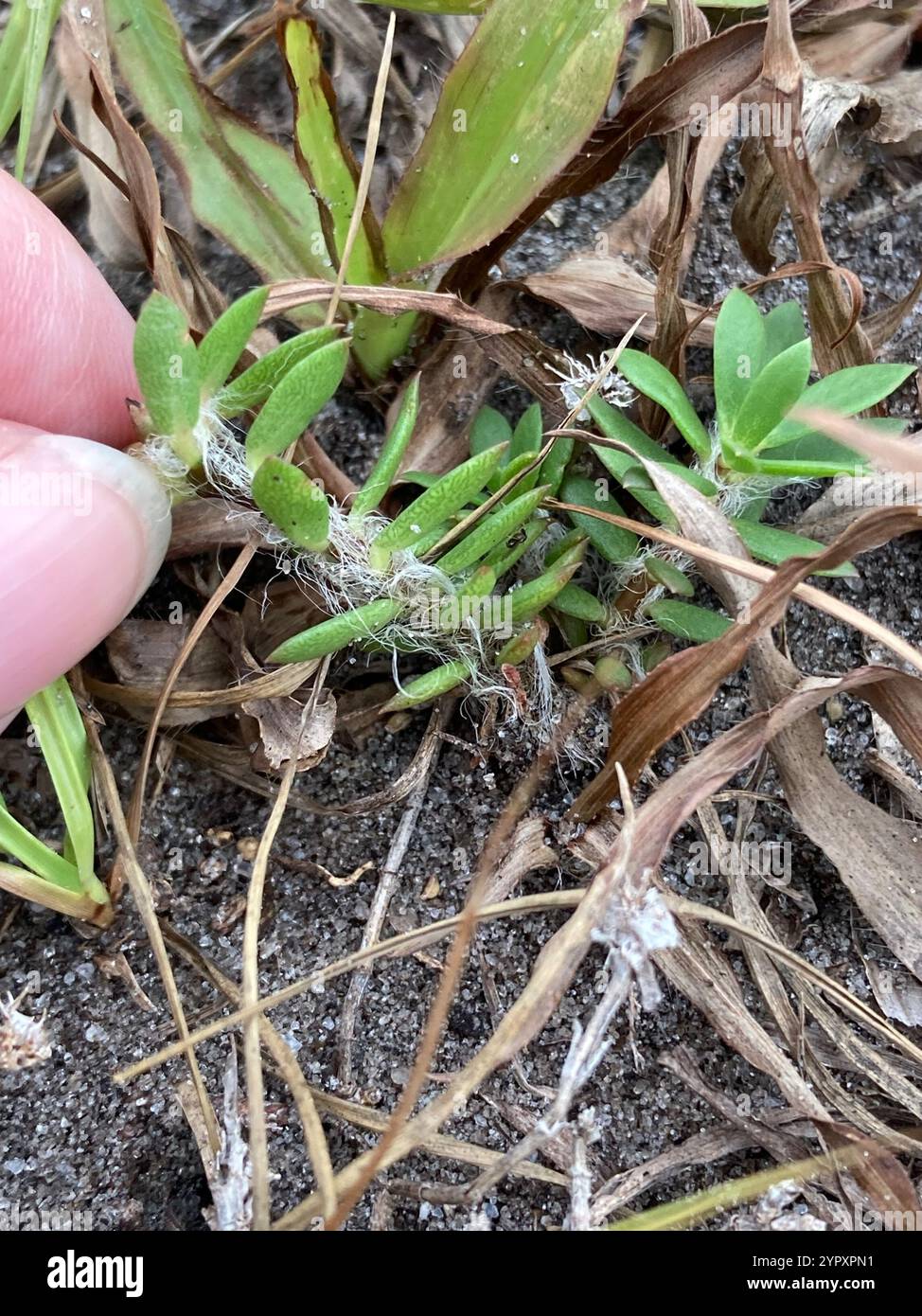Paraguayan Purslane (Portulaca amilis Stock Photo - Alamy
