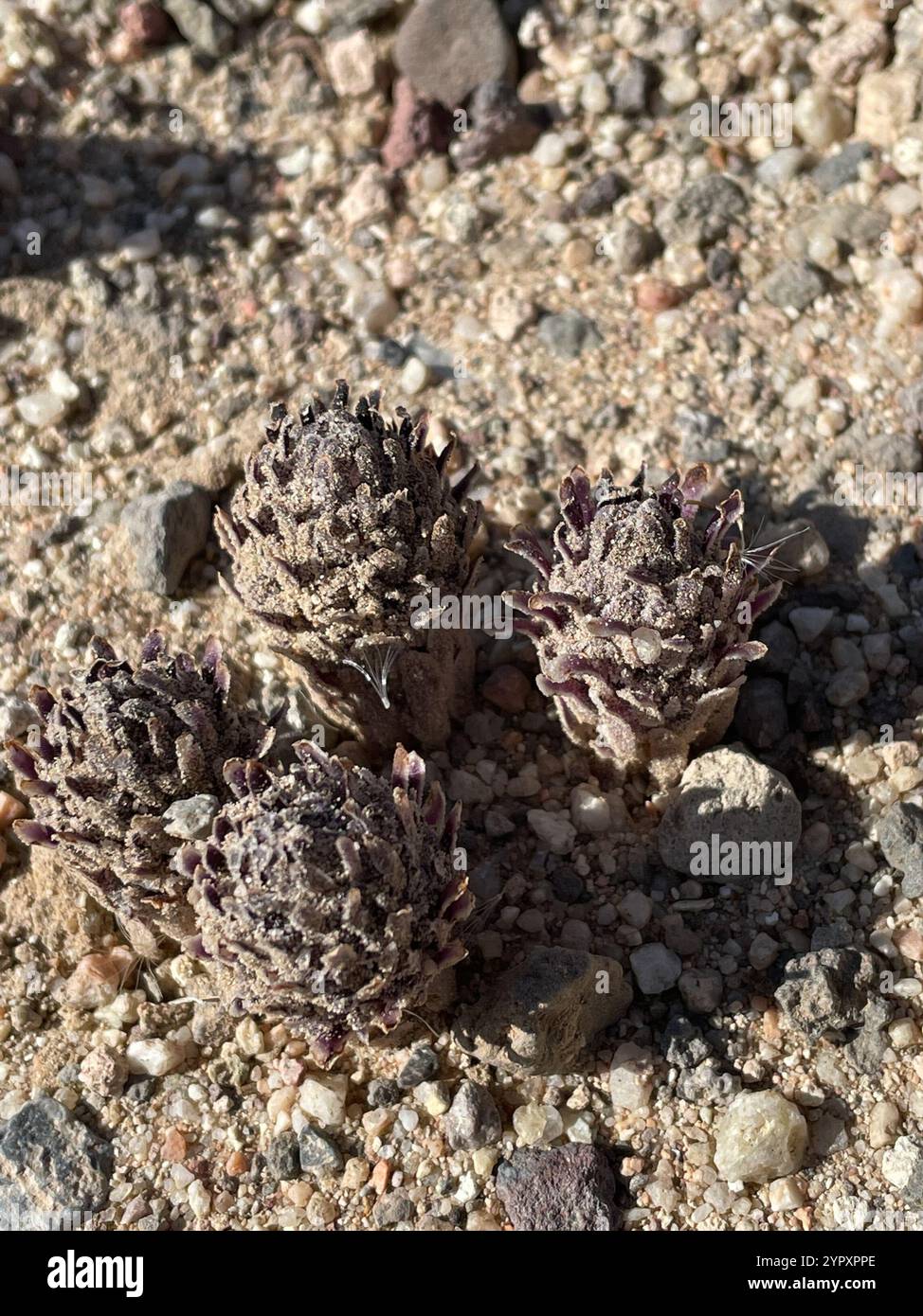 desert Christmas tree (Pholisma arenarium Stock Photo - Alamy