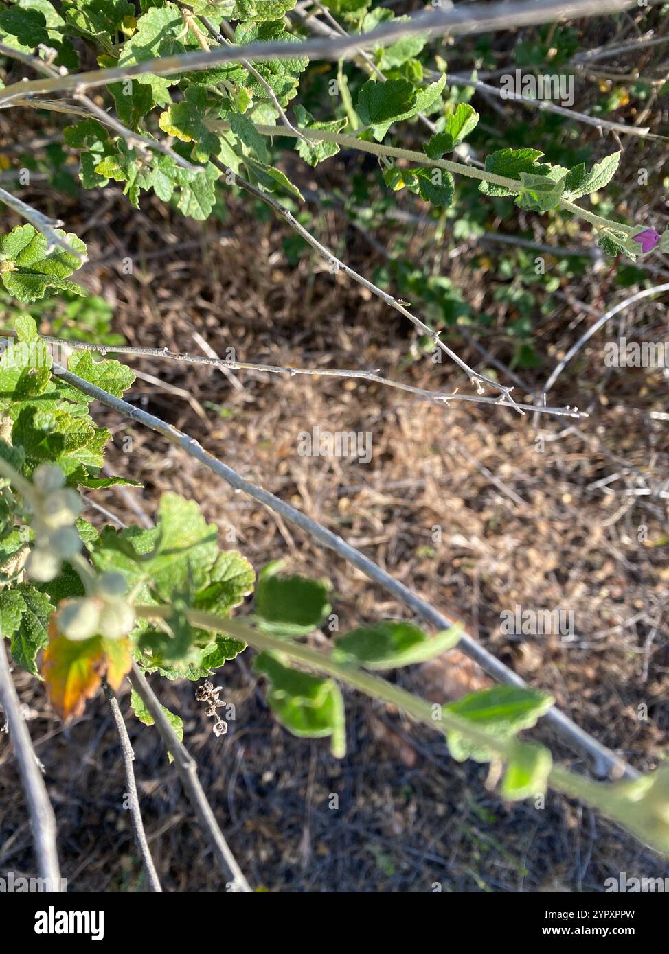southern coastal bushmallow (Malacothamnus fasciculatus Stock Photo - Alamy