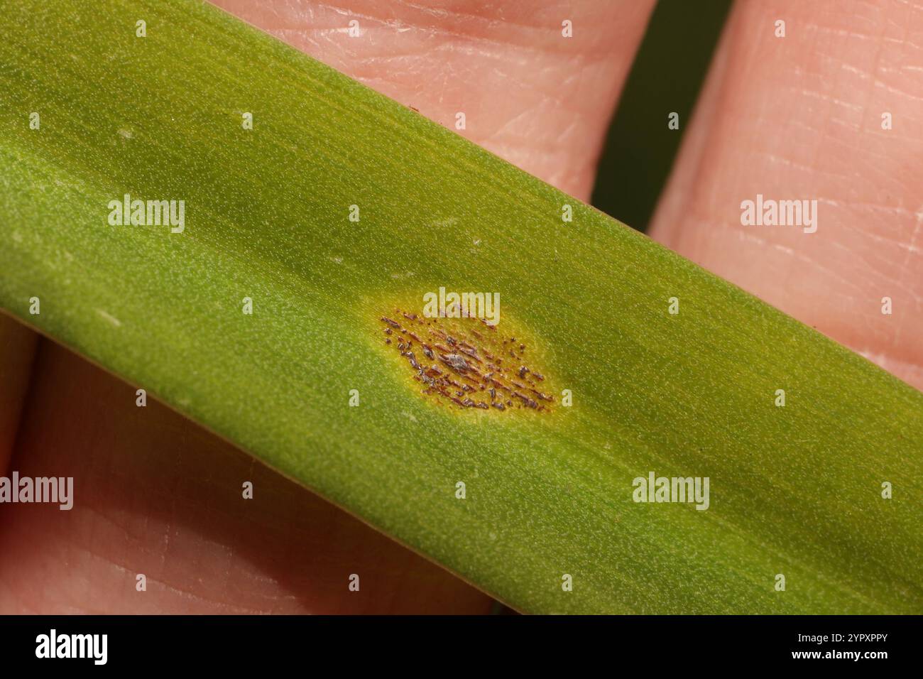 Hyacinthi hi-res stock photography and images - Alamy