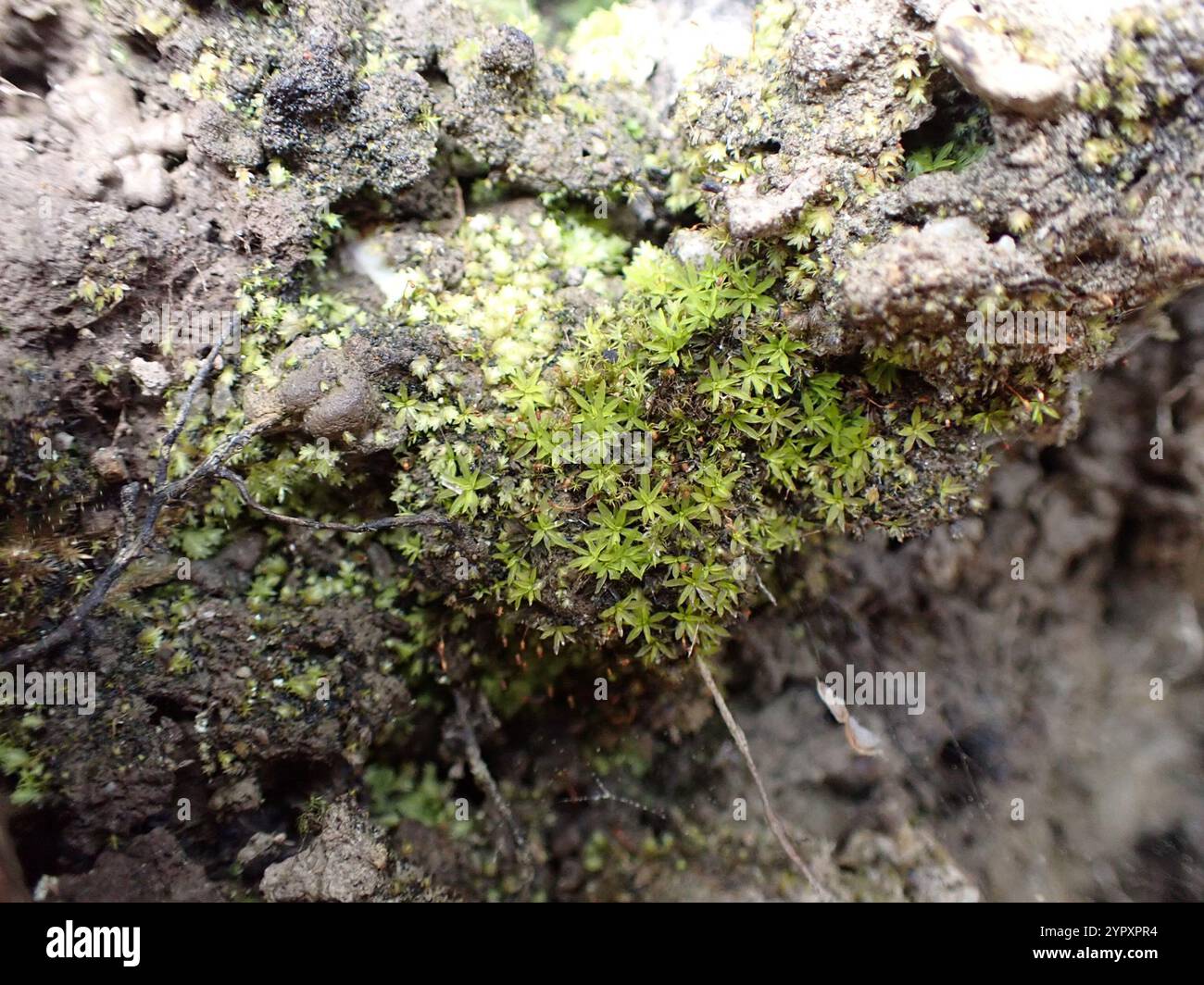 Weissia hi-res stock photography and images - Alamy