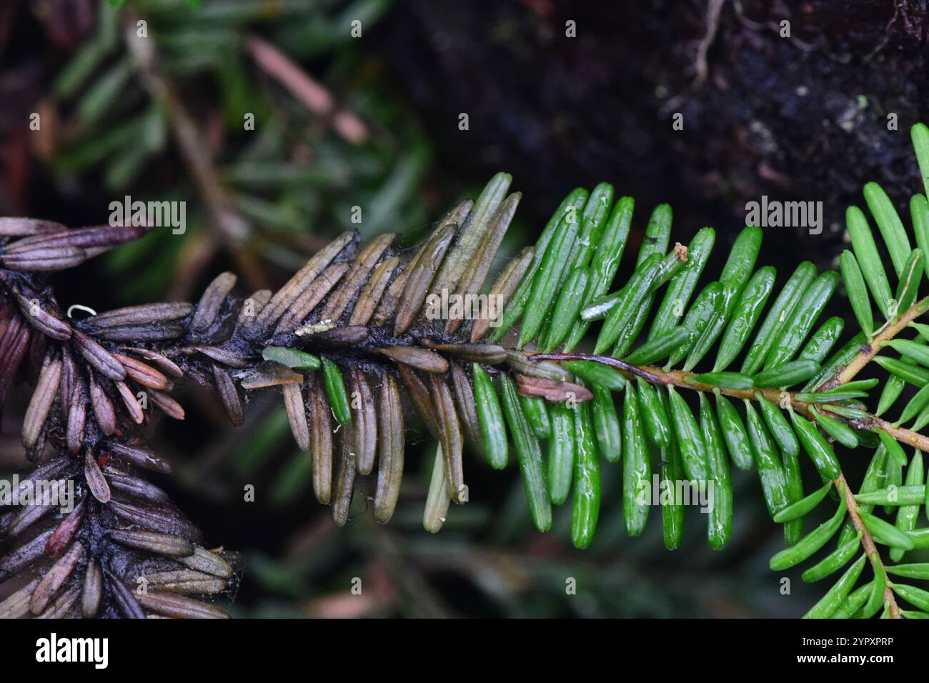 Brown Felt Blight (Herpotrichia juniperi Stock Photo - Alamy