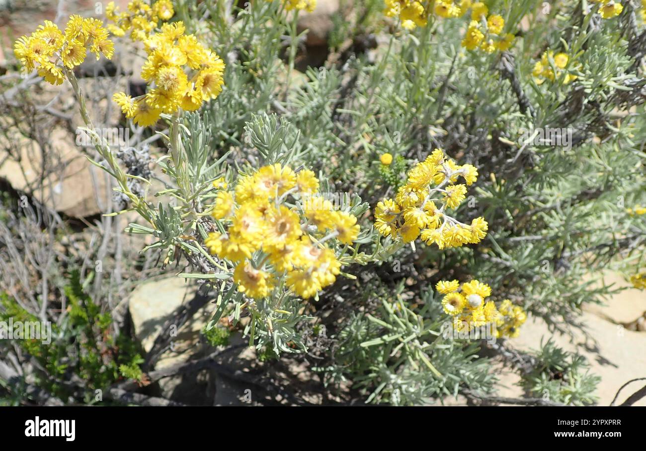 Cape Gold Everlasting (Helichrysum splendidum Stock Photo - Alamy