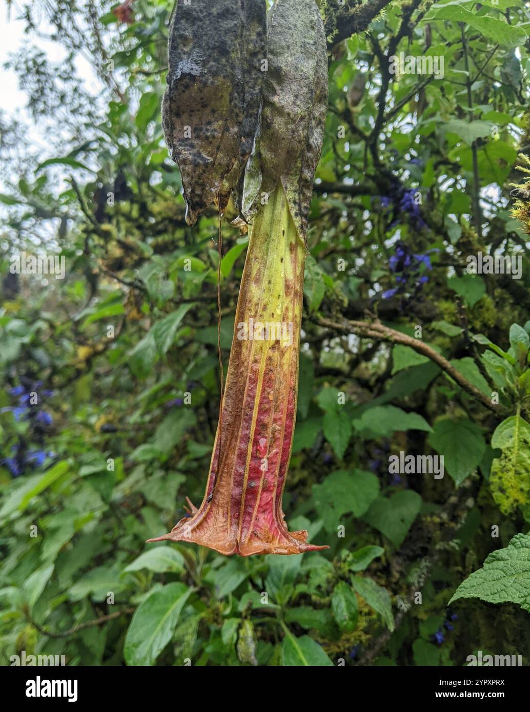 Red Angel's Trumpet (Brugmansia sanguinea Stock Photo - Alamy