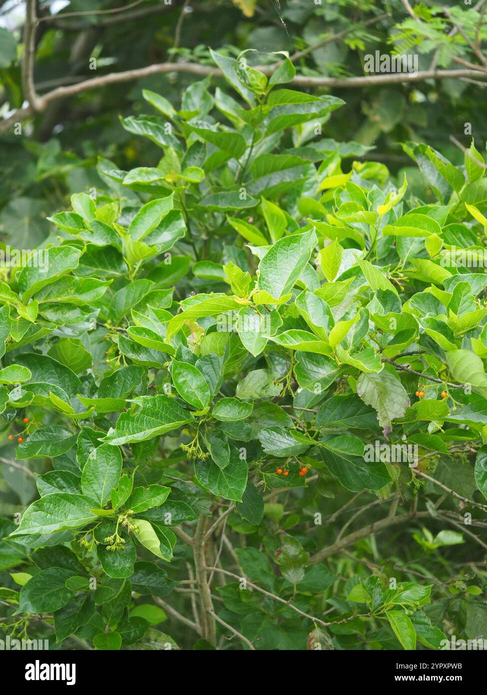 Formosa Ehretia (Ehretia resinosa Stock Photo - Alamy