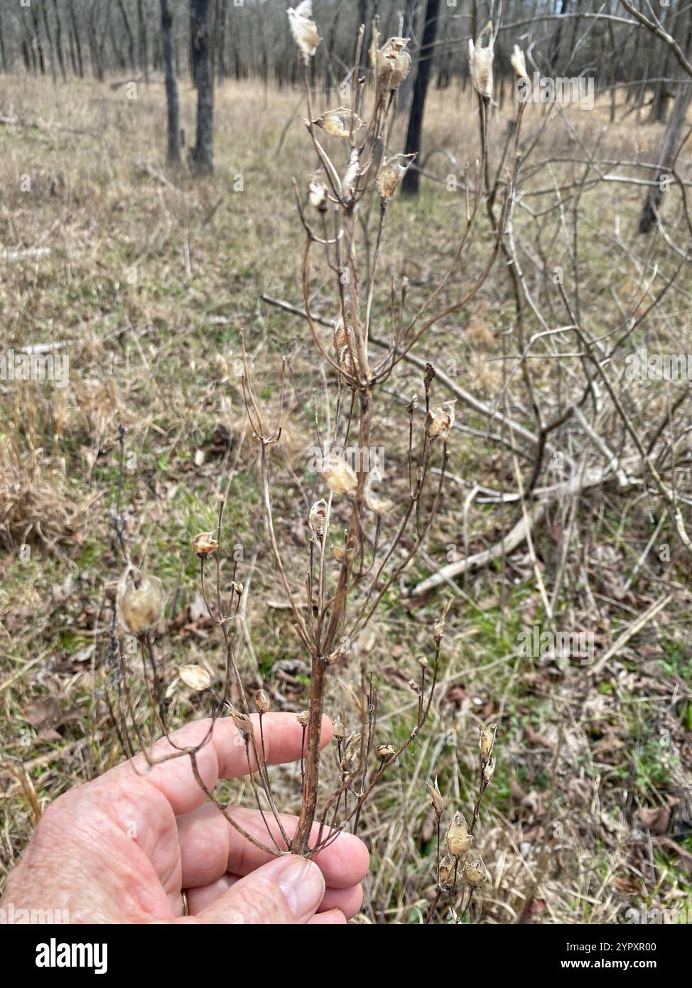 American columbo (Frasera caroliniensis Stock Photo - Alamy