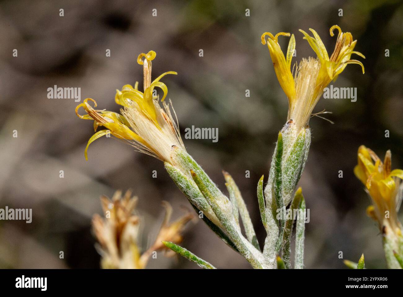 Threadleaf Horsebrush (Tetradymia filifolia Stock Photo - Alamy