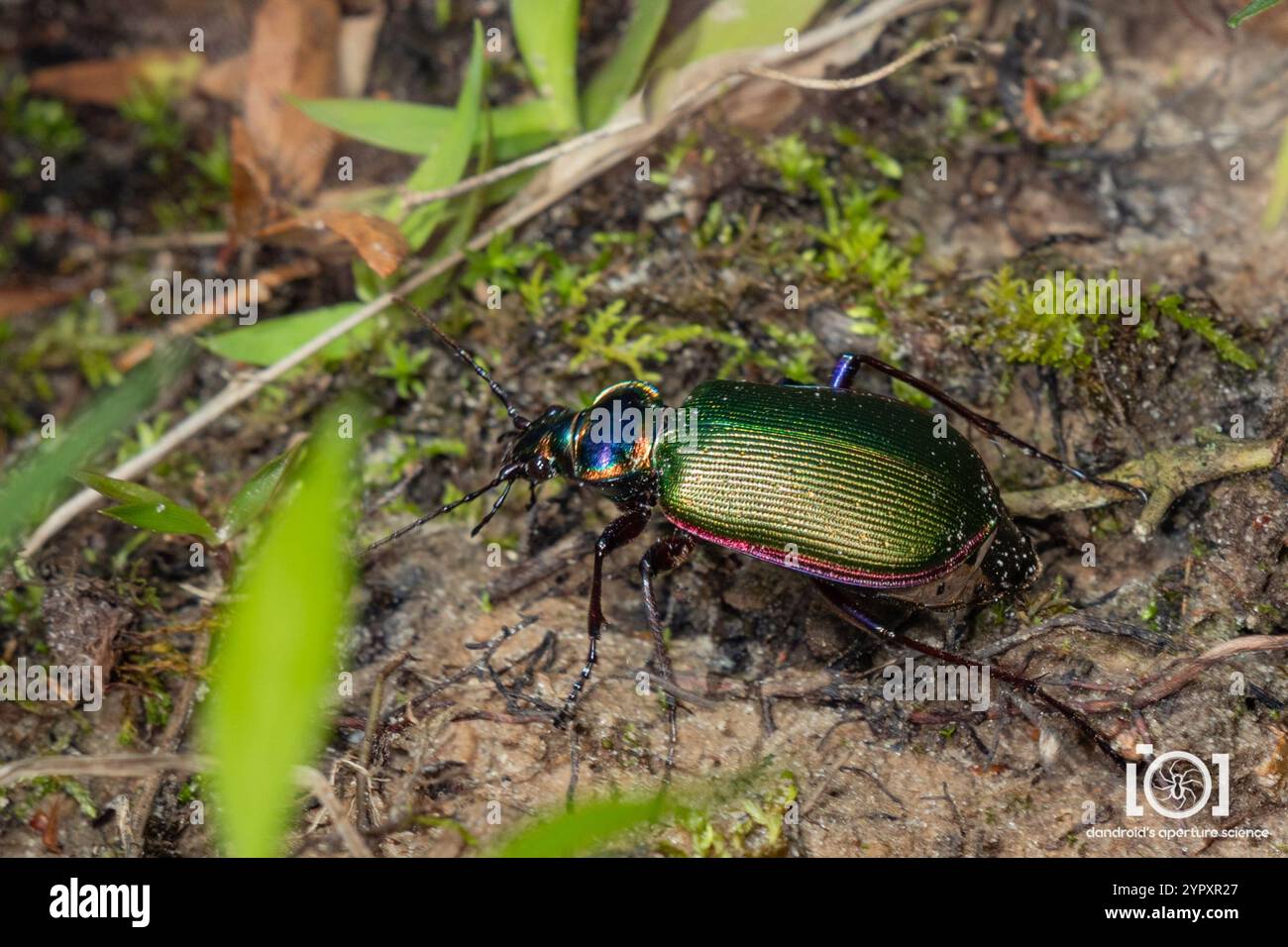 Fiery Searcher (Calosoma scrutator Stock Photo - Alamy