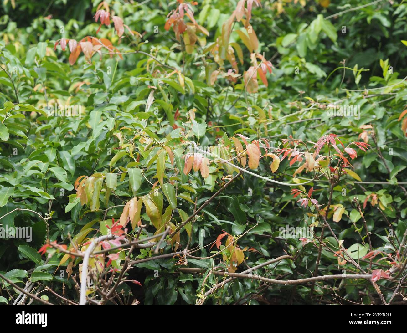 Hiptage benghalensis hi-res stock photography and images - Alamy