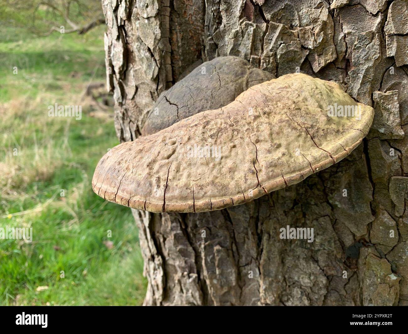 artist's bracket (Ganoderma applanatum Stock Photo - Alamy