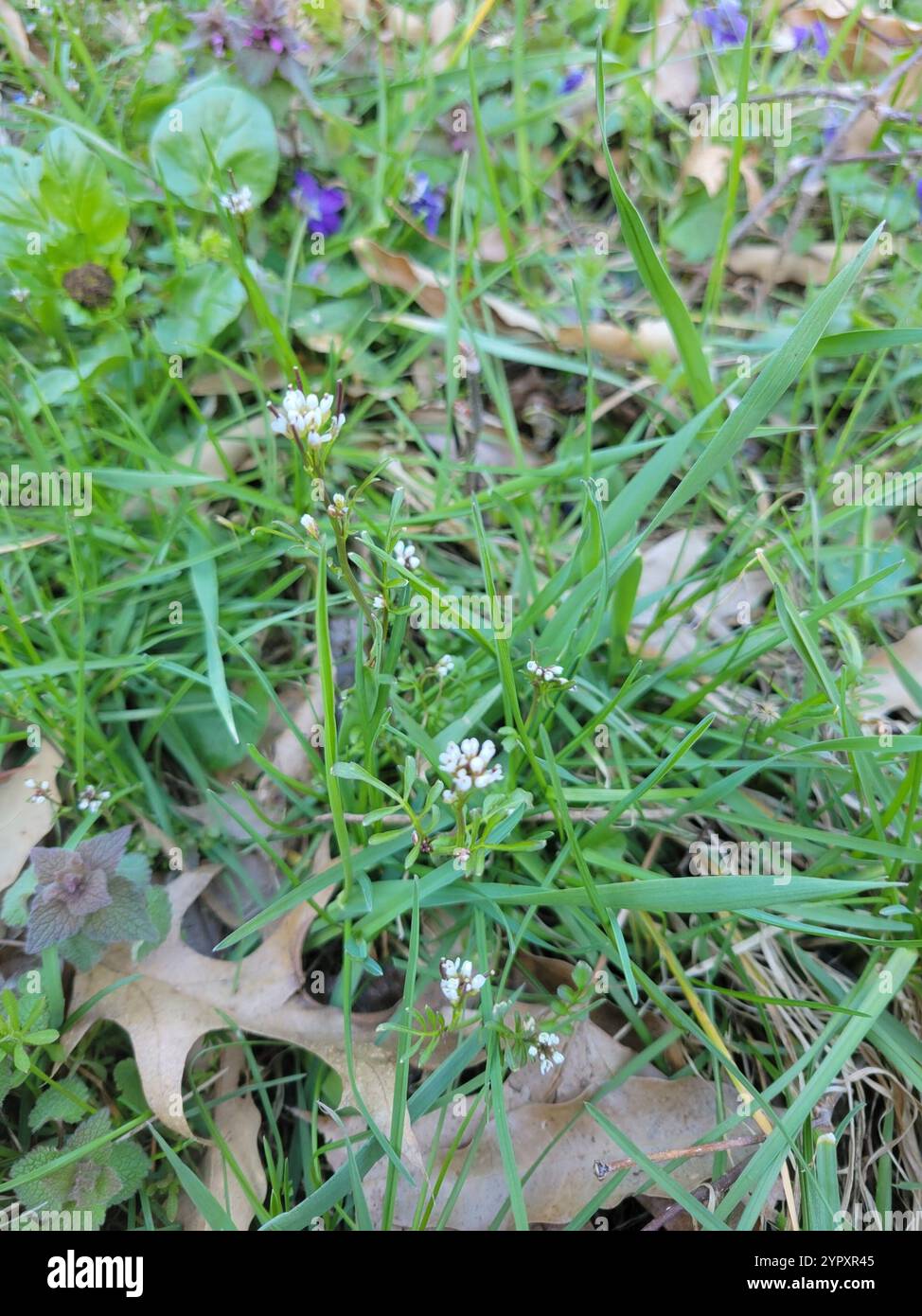 hairy bittercress (Cardamine hirsuta Stock Photo - Alamy
