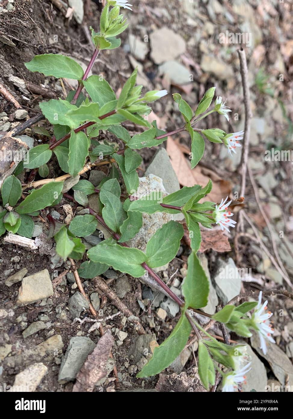 star chickweed (Stellaria pubera Stock Photo - Alamy