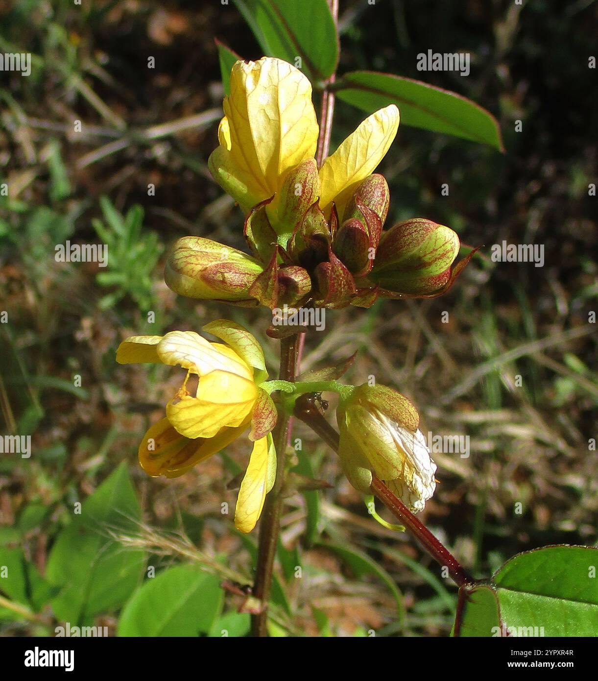 Coffee Senna (Senna occidentalis Stock Photo - Alamy