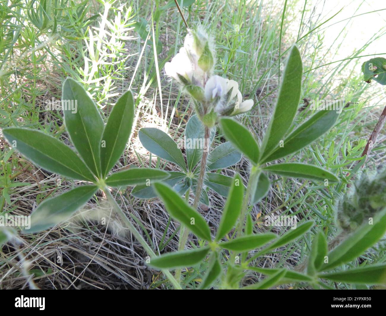 breadroot scurf pea (Pediomelum esculentum Stock Photo - Alamy