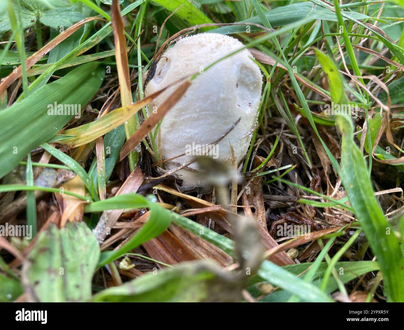 Meadow Puffball (Lycoperdon pratense Stock Photo - Alamy